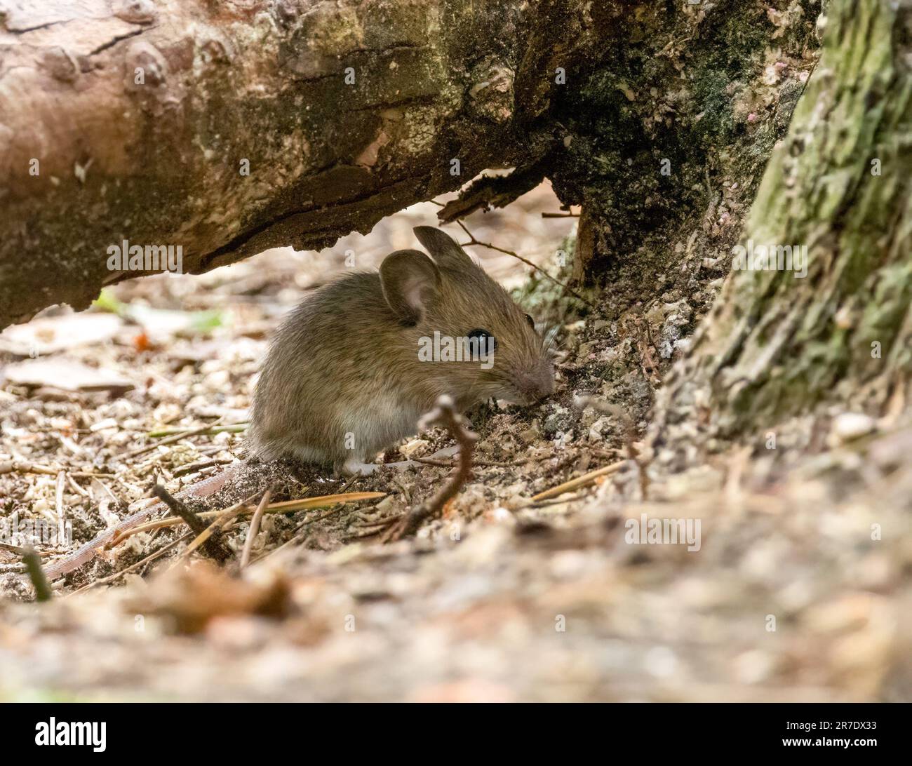 A tiny mouse foraging in the woodland Stock Photo - Alamy
