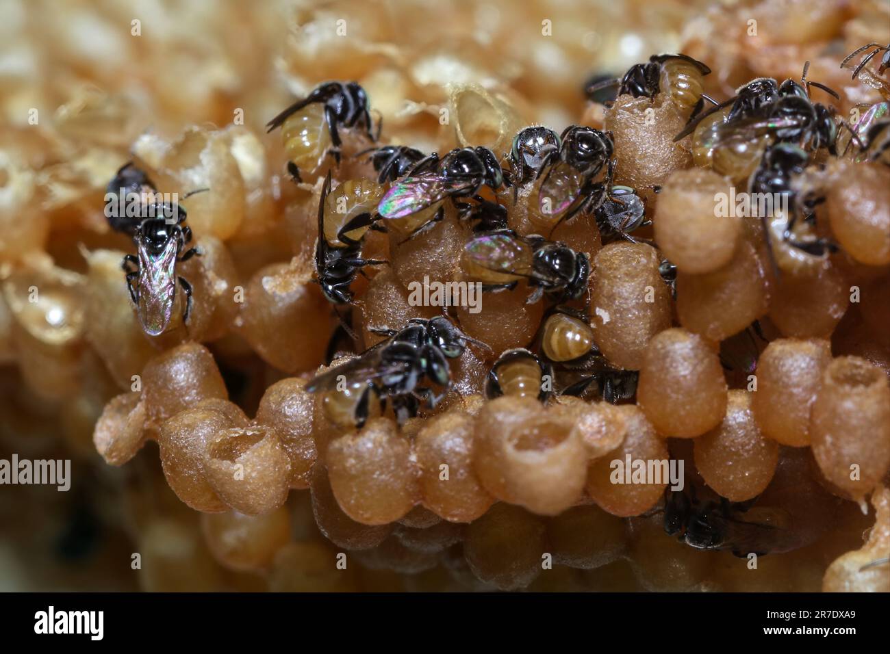 Black bees hive entrance hi-res stock photography and images - Alamy