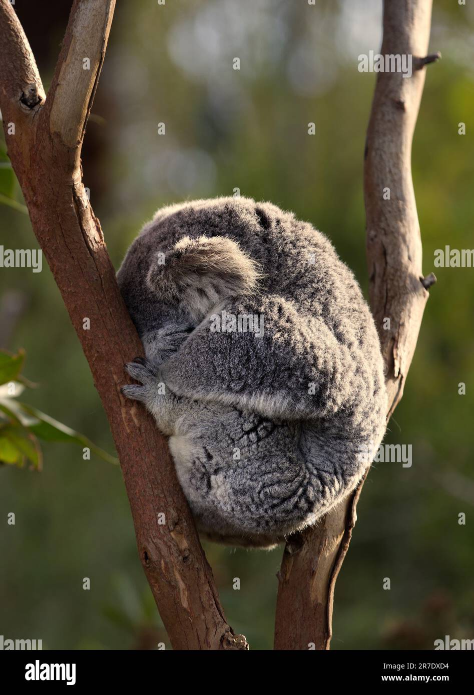 A cute koala resting between tree branches Stock Photo - Alamy