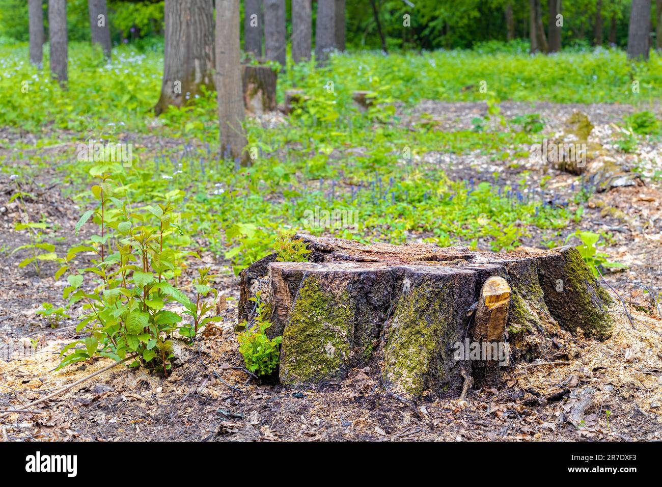 Sawn trees from forest hi-res stock photography and images - Alamy