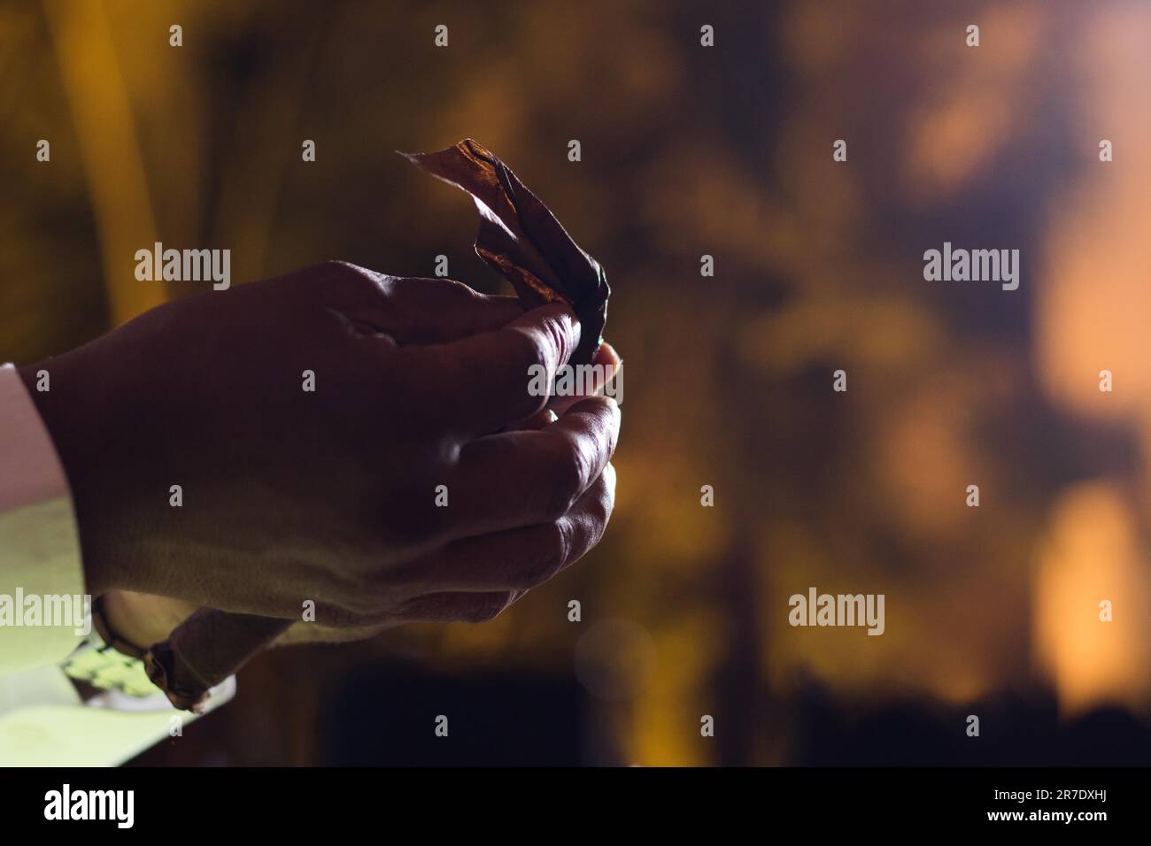 Tobacco process hi-res stock photography and images - Alamy