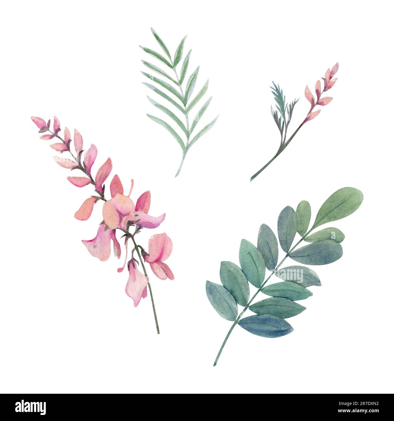Hand drawn watercolor indigo plant flowers and leaves, coloring dye ...