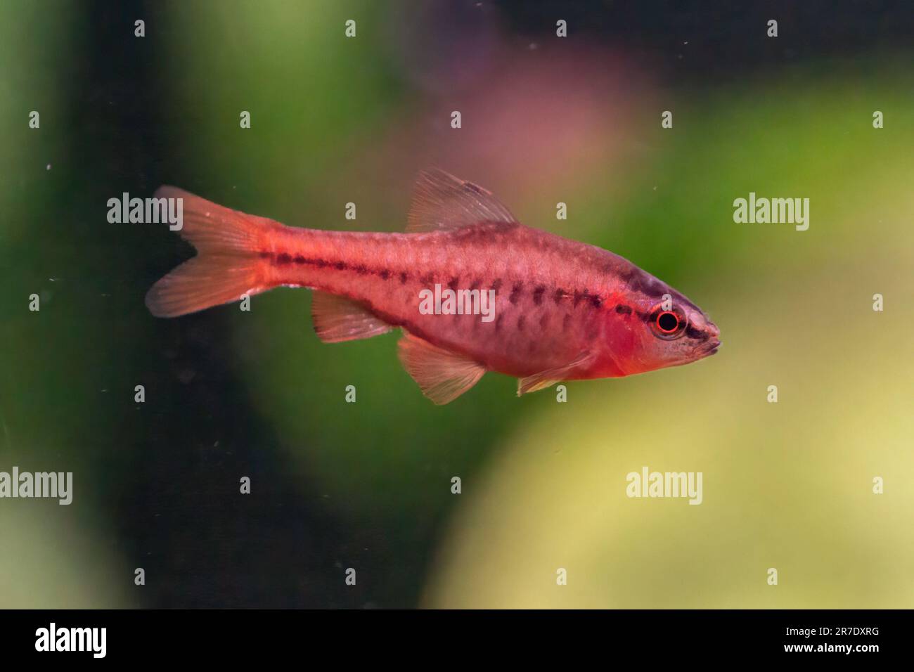 A closeup of a tiny fish swimming in an aquarium Stock Photo - Alamy