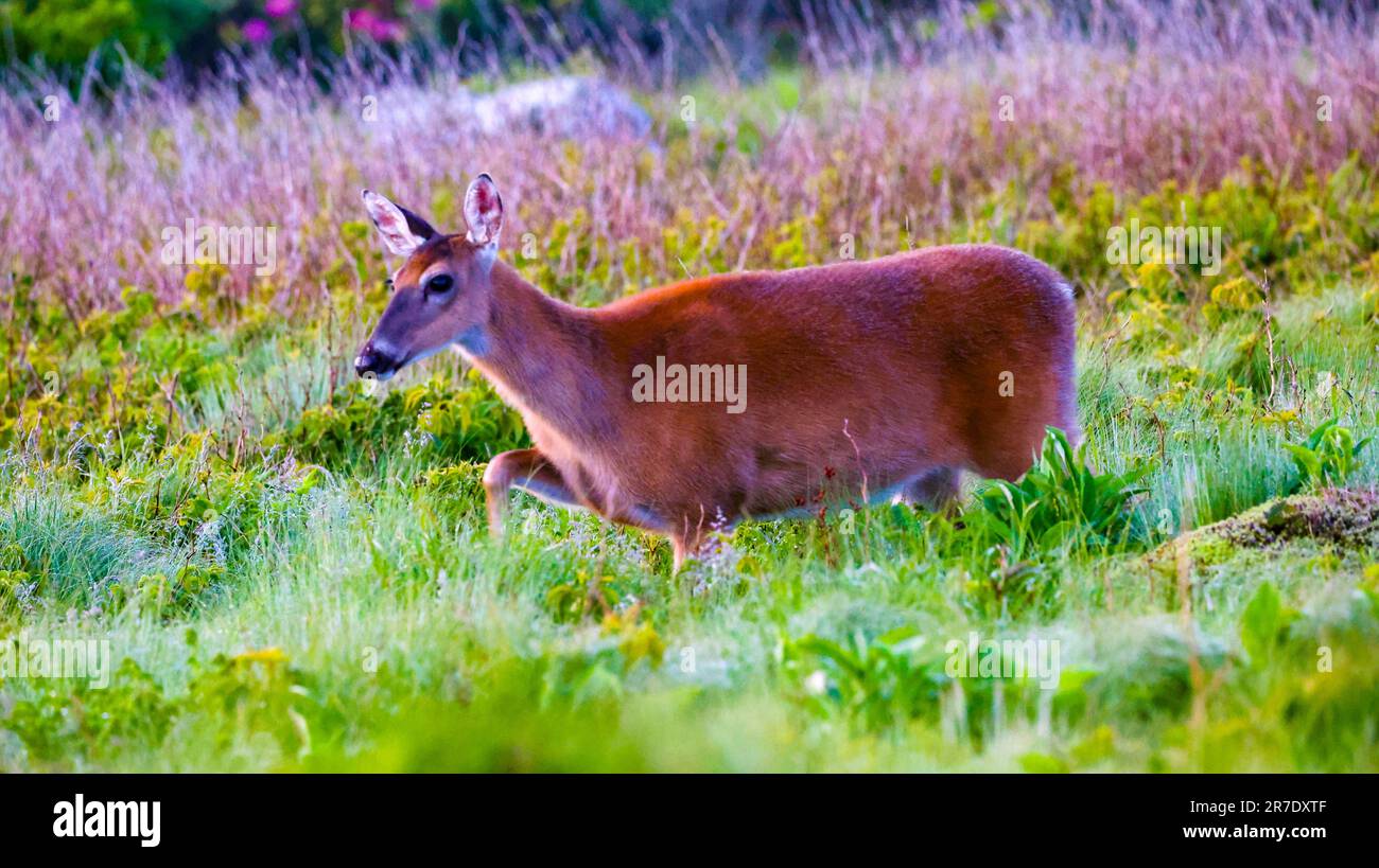 North deer mountain hi-res stock photography and images - Alamy
