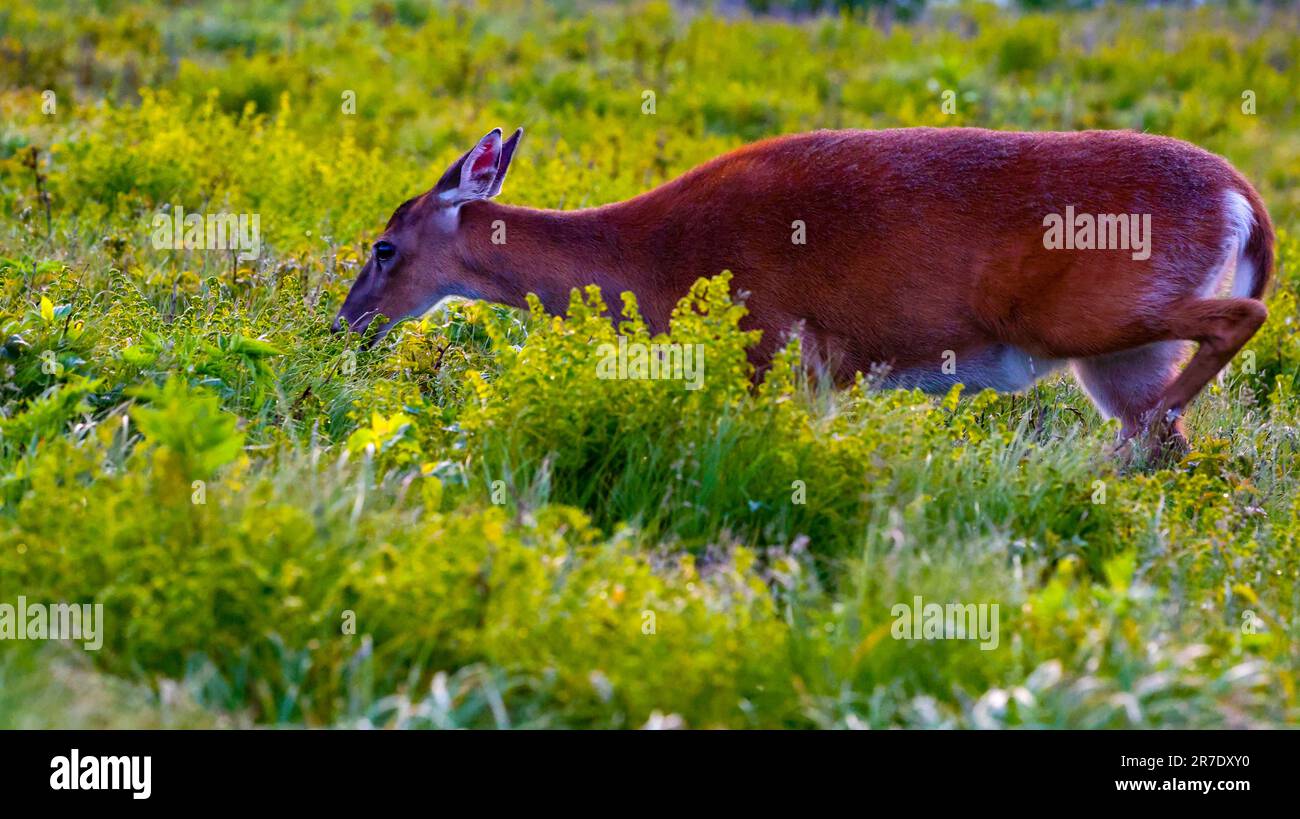 Bald deer hi-res stock photography and images - Alamy