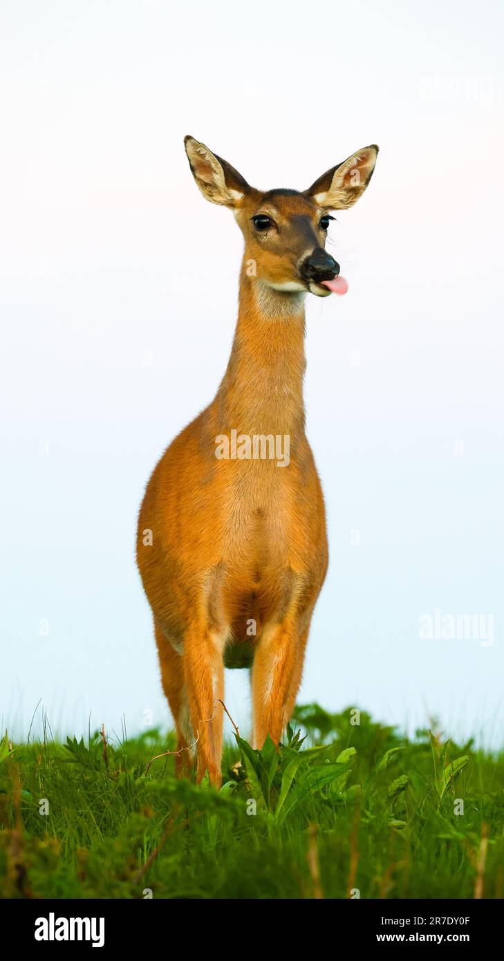 Friends lover hi-res stock photography and images - Alamy