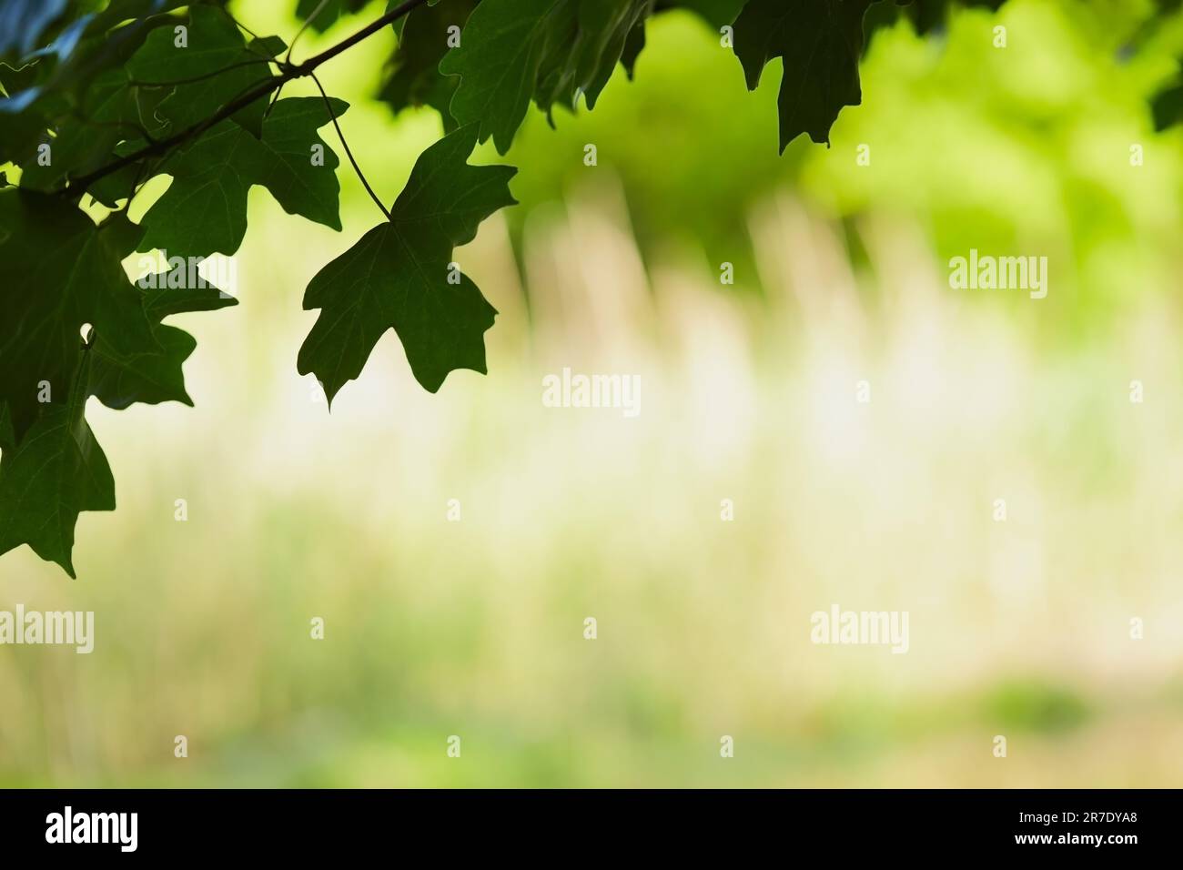 Blurred natural background with maple leaves. Silhouettes of green ...