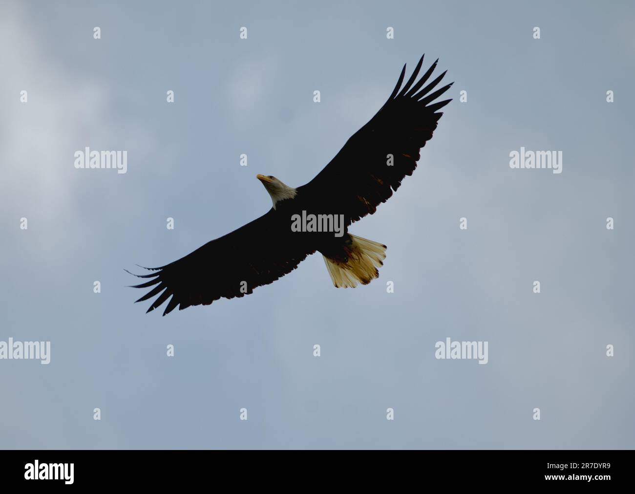 A low angle of a bald eagle flying in the sky Stock Photo - Alamy