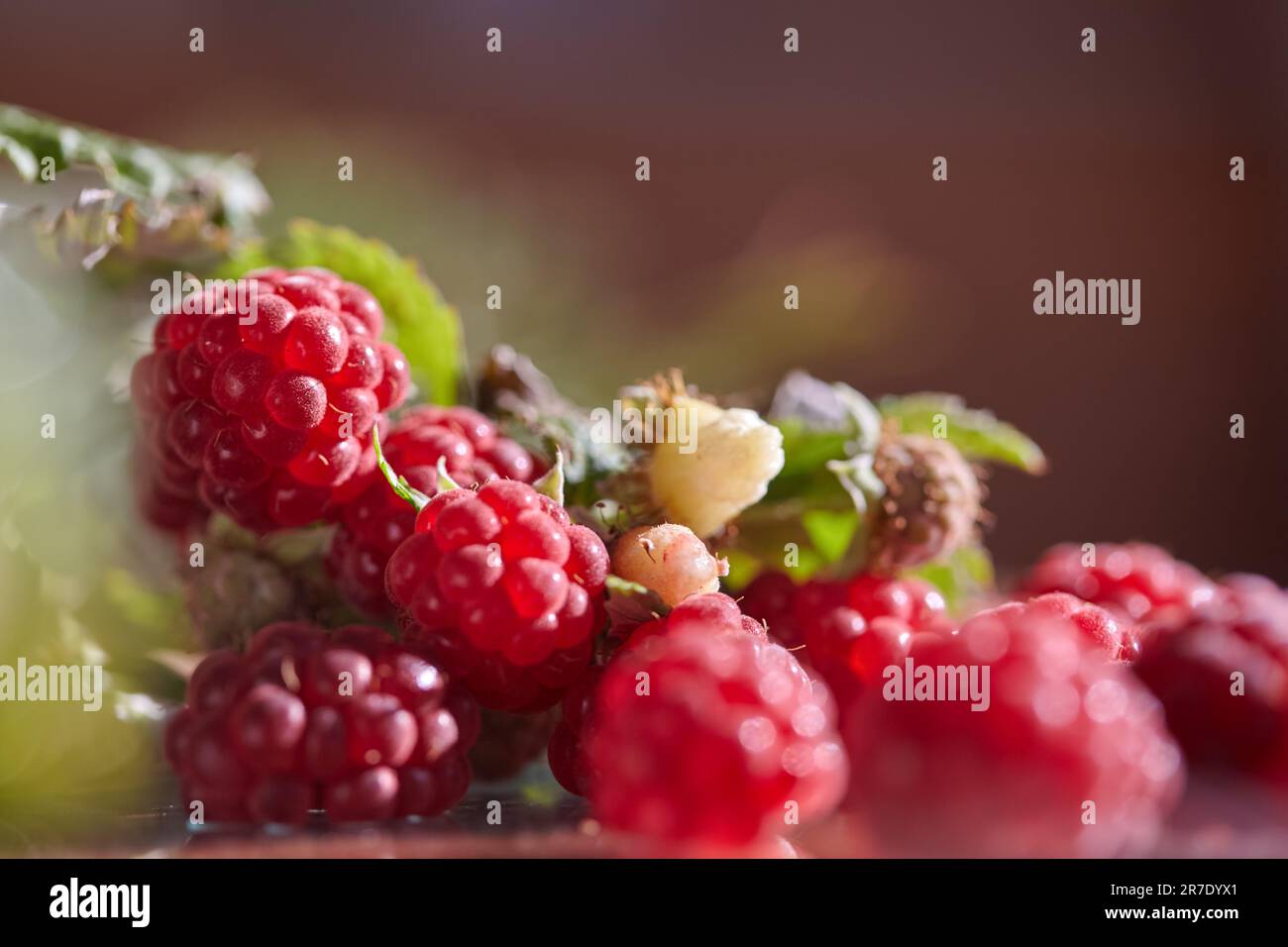 Fresh red raspberries on a blurry background. Fruit background with ...