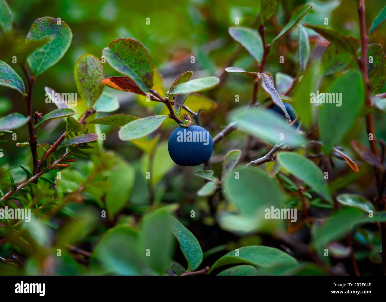 A closeup of a blueberry hanging from a green tree branch Stock Photo ...