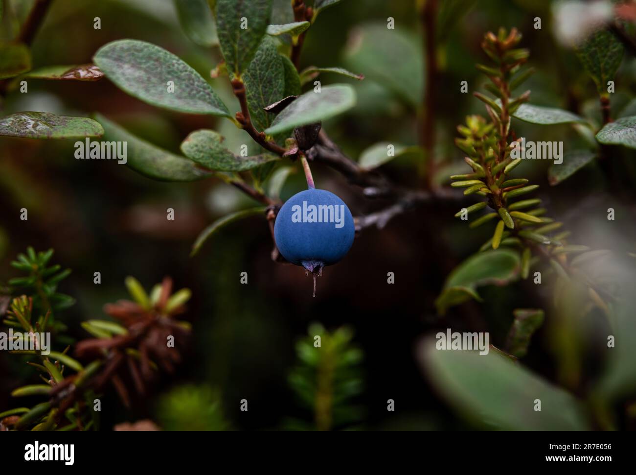 A closeup of a blueberry hanging from a green tree branch Stock Photo ...