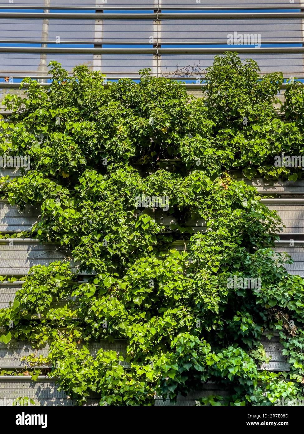 Ivy growing up on the exterior wall of a modern multistorey car park in ...