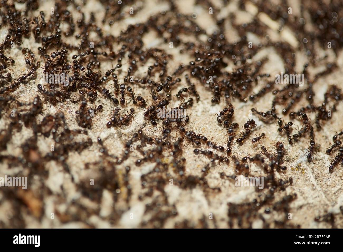Many flocks of insects return to the nest. Ants are running. Ants ...