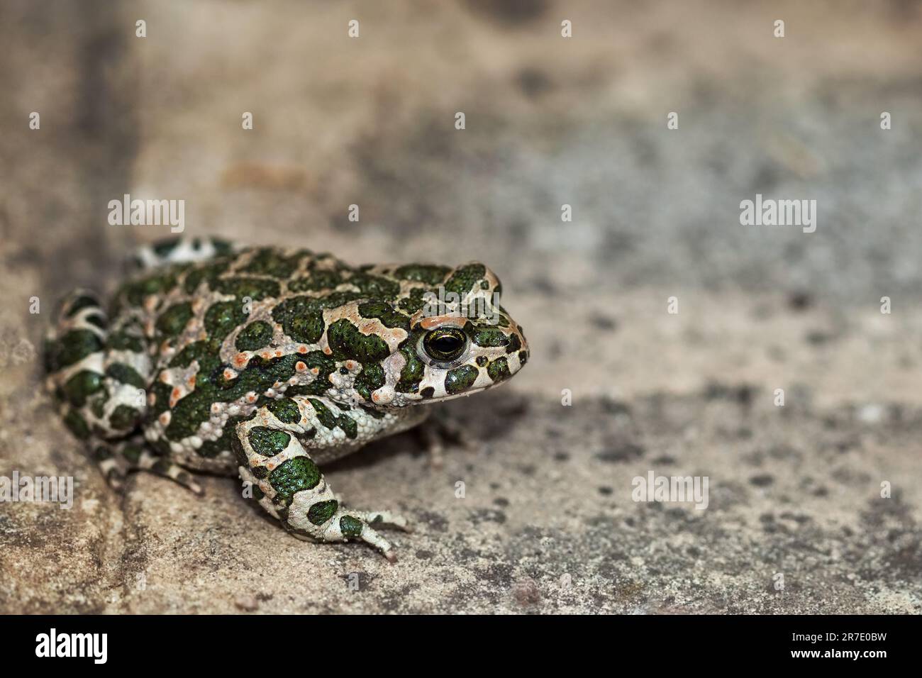 Bufotes viridis .European Green Toad.Green toad on a gray stone ...
