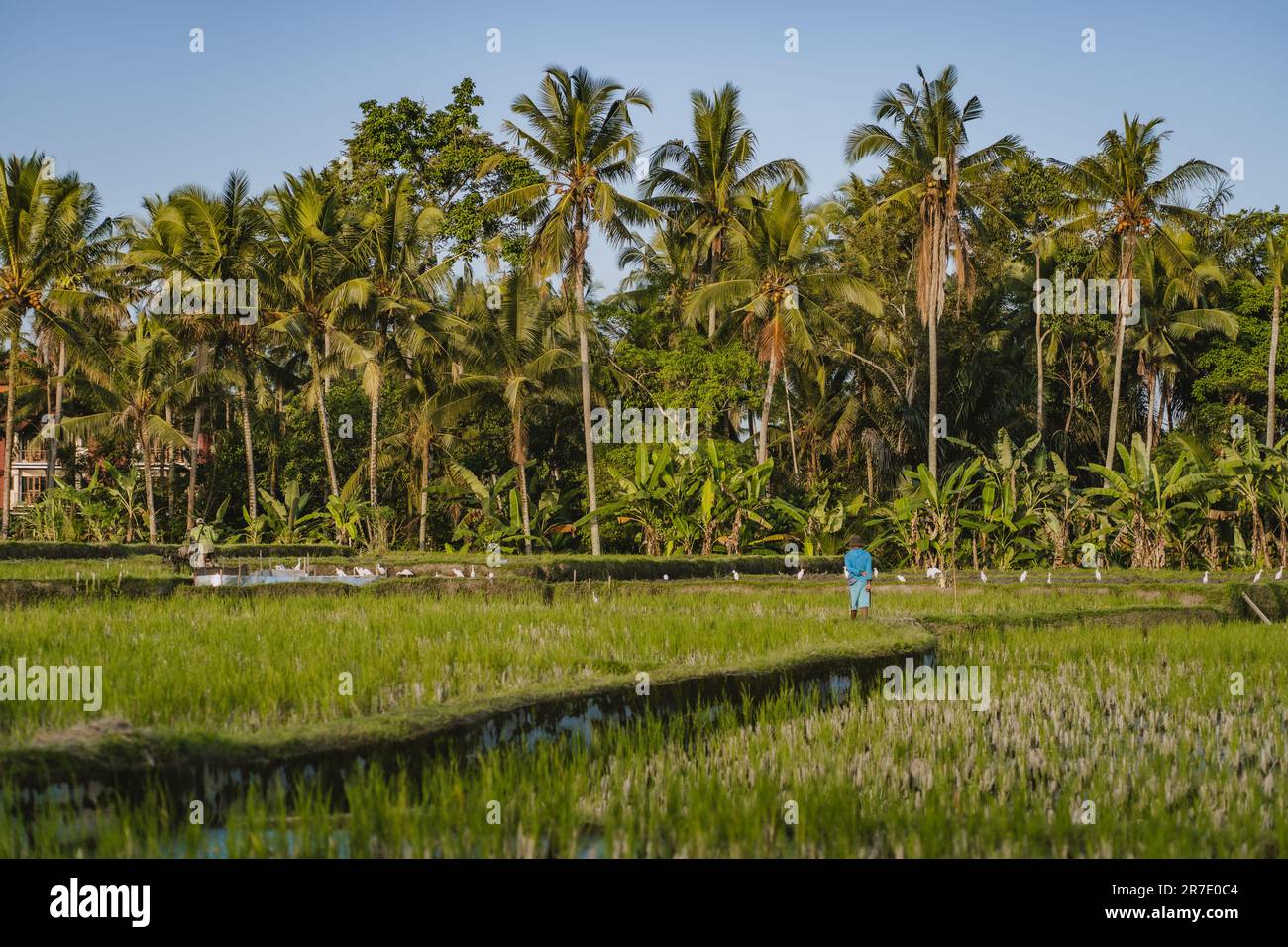 Photo of man working on balinese rice field. Asian rice farming with ...
