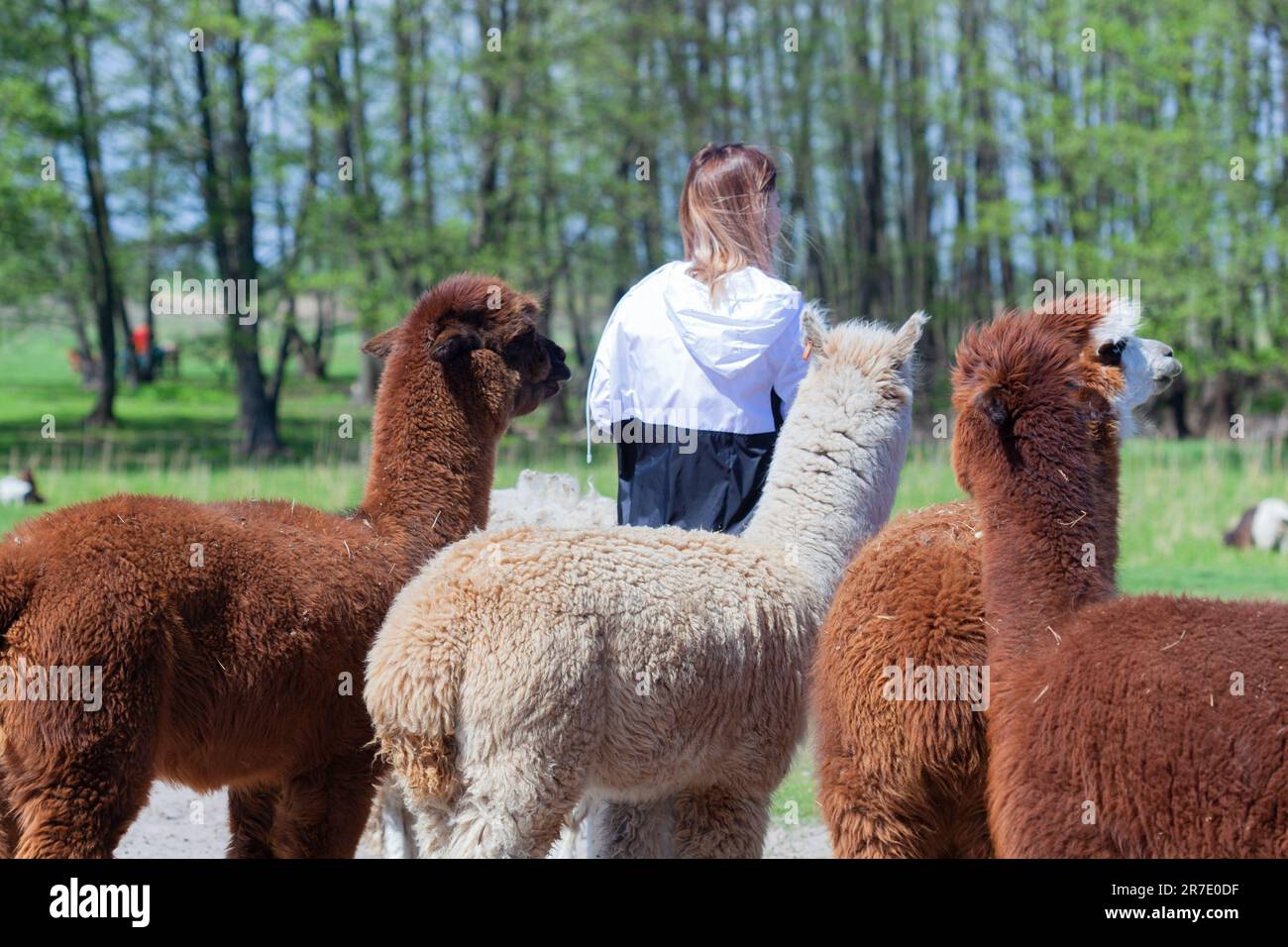 European girl and fluffy llama alpacas. Girl in the wildlife park ...