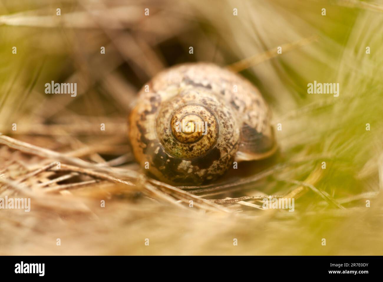 Pastel blurred background of snail shell on dry grass. Defocused ...