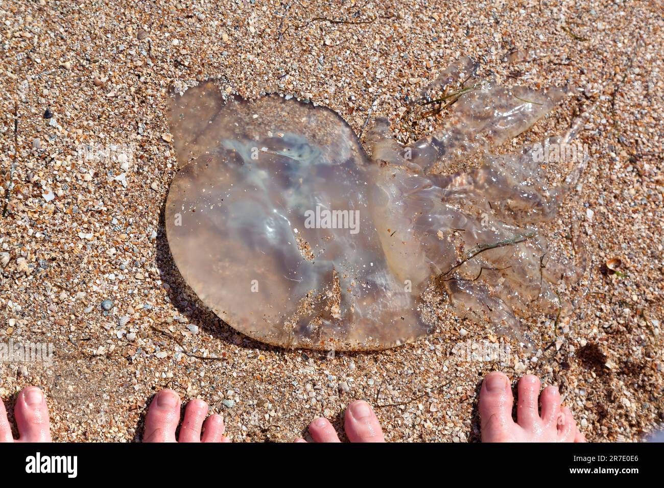 Jellyfish on the seashore and human feet. Concept of human influence on ...