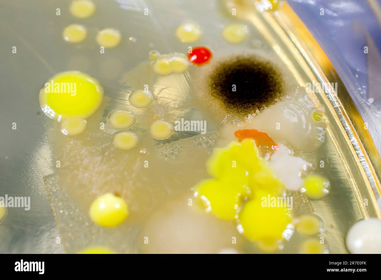 Micrococcus luteus hi-res stock photography and images - Alamy