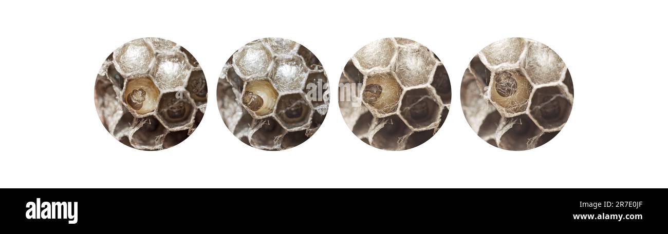 A set of photographs of a wasp larva weaves a lid in a honeycomb cell ...