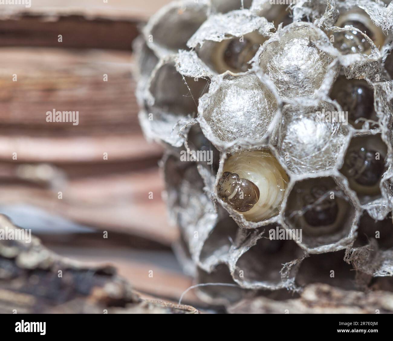 A wasp larva weaves a lid in a honeycomb cell. The heads of the wasp ...