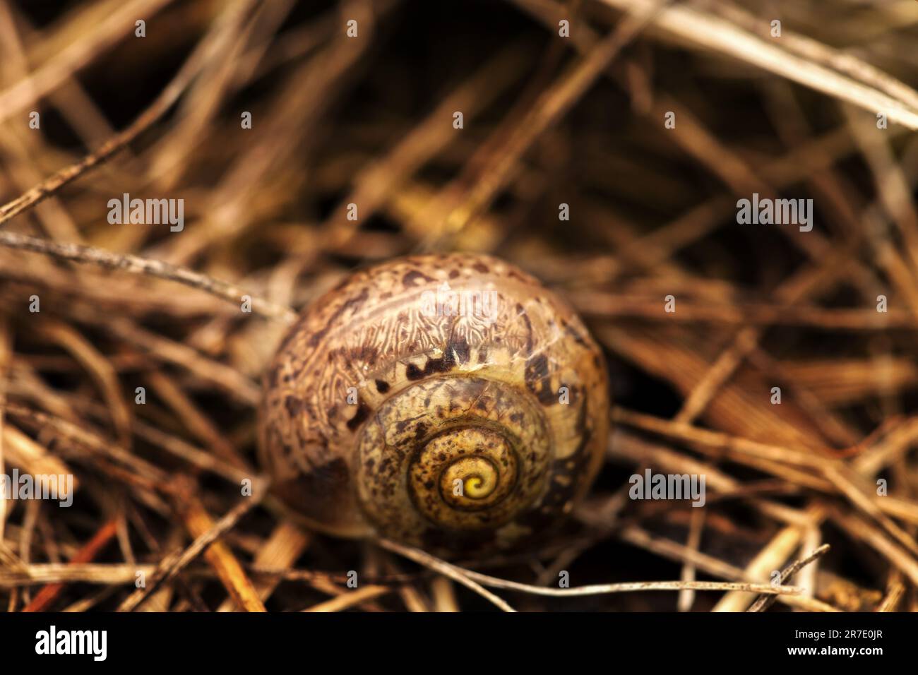 Blurred background of snail shell on dry grass. Defocused natural ...