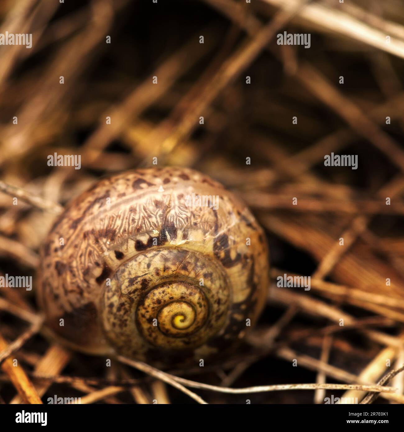 Helicids hi-res stock photography and images - Alamy