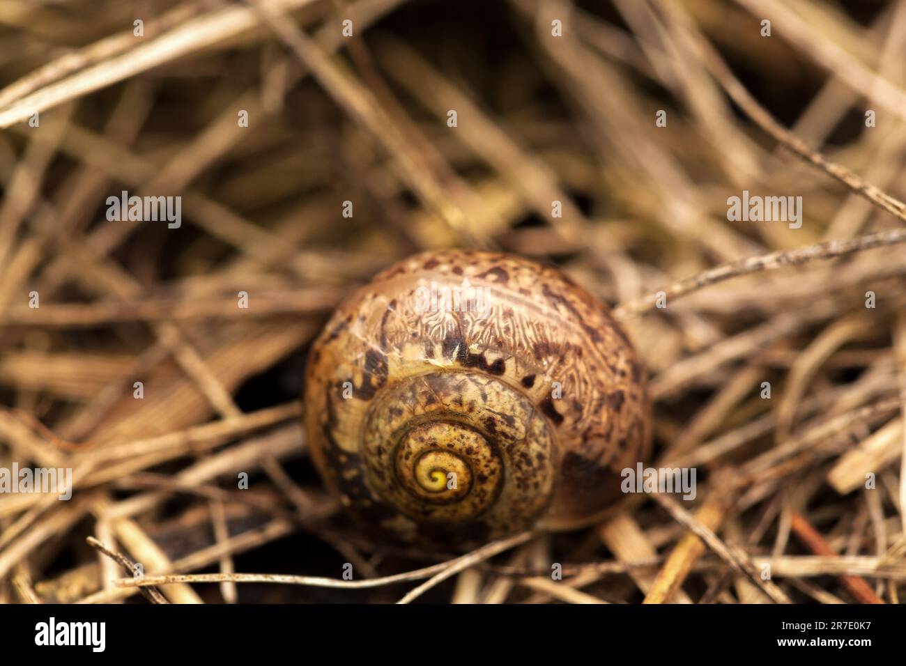 Blurred background of snail shell on dry grass. Defocused natural ...