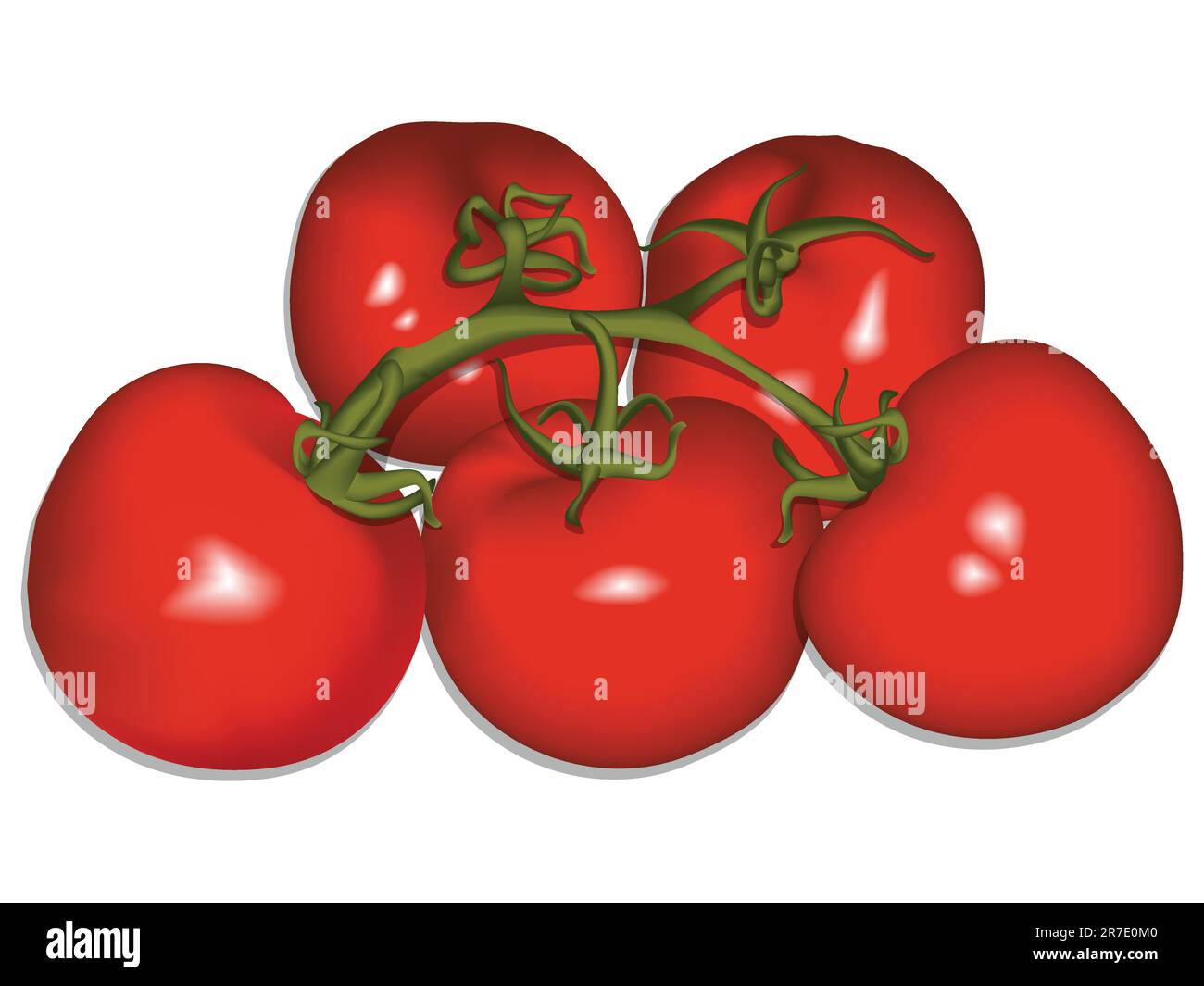 tomatoes against white background, abstract vector art illustration ...