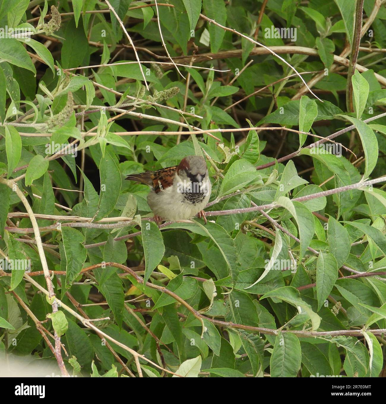A Eurasian tree sparrow perched atop a tree branch, gazing off into the ...