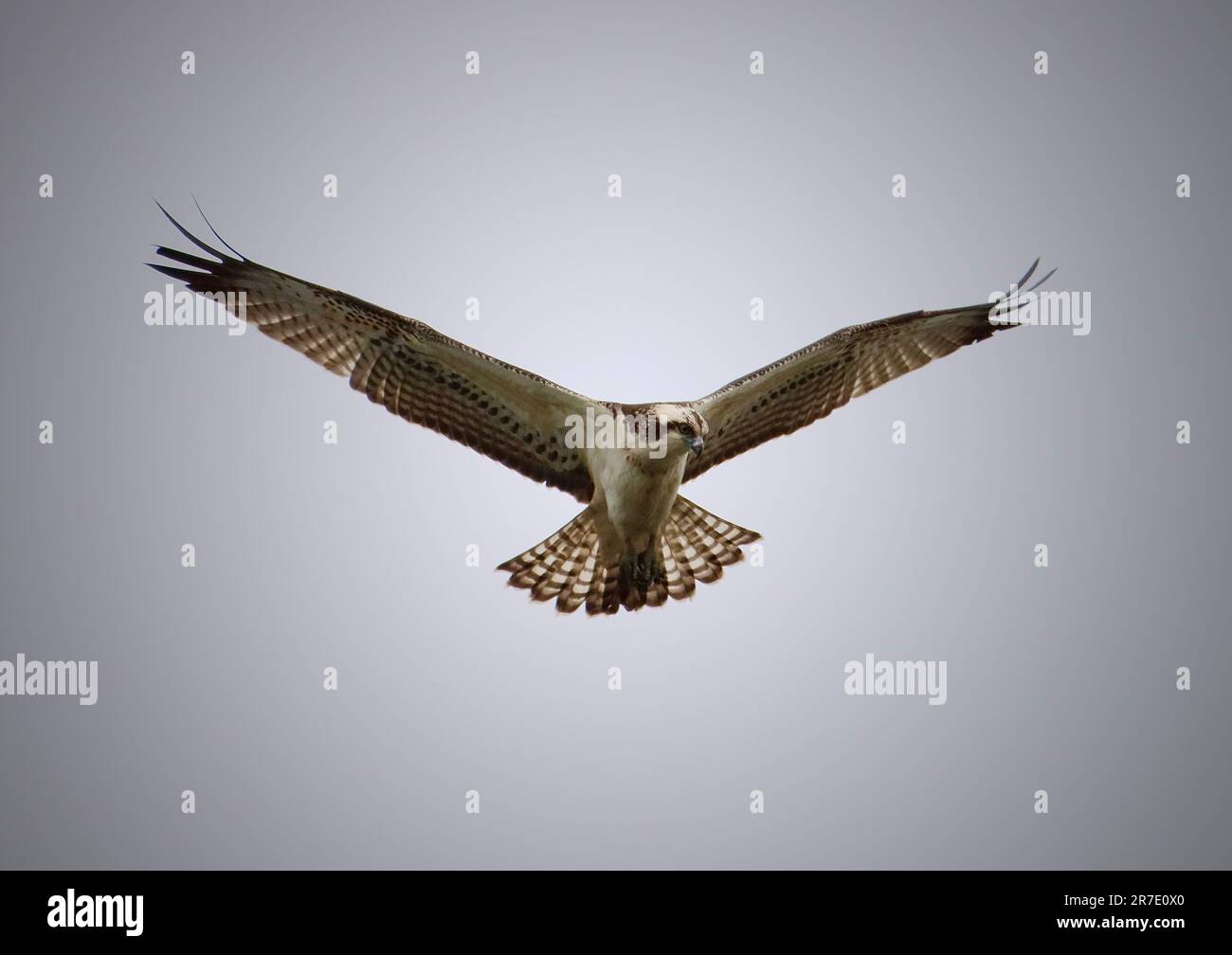 A majestic osprey bird soaring through the clear blue sky, its wingspan ...