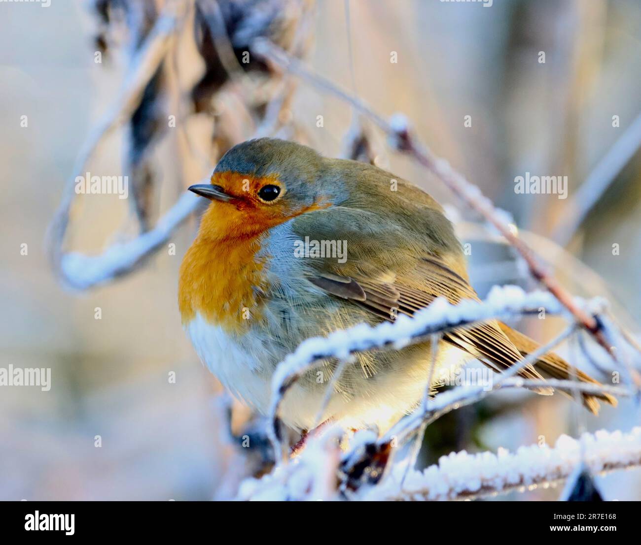 Robin winter scene hi-res stock photography and images - Alamy