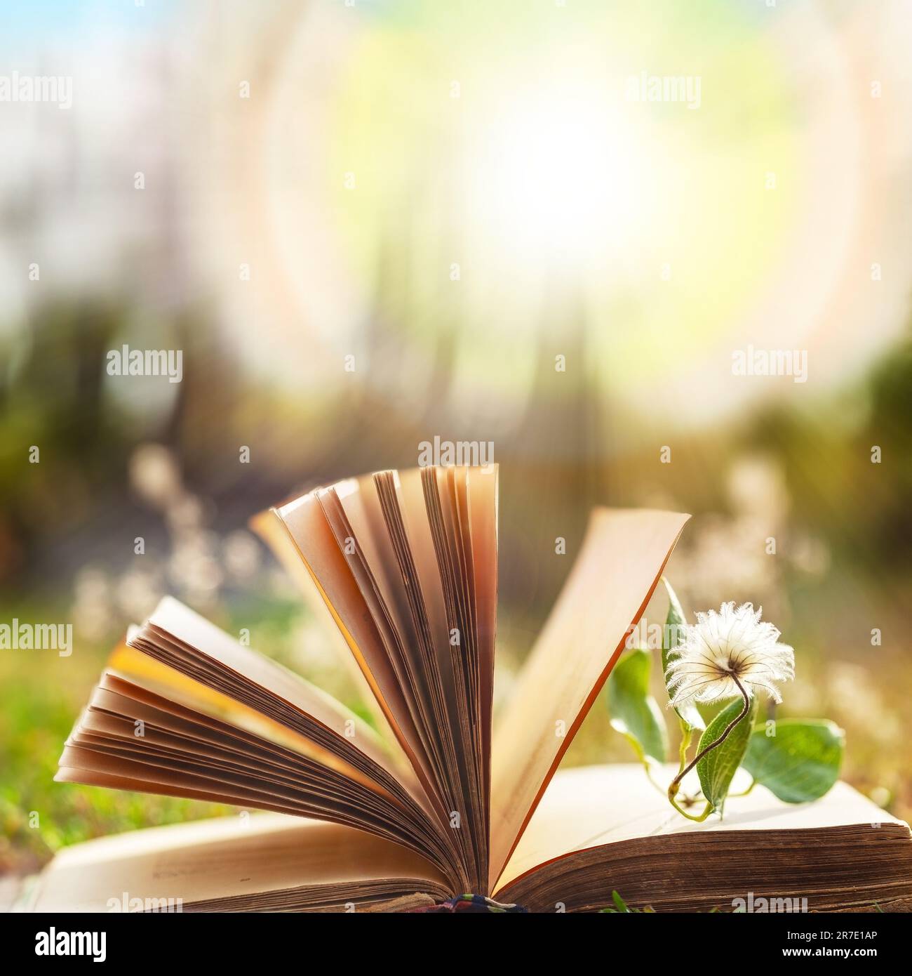 Opened book.Natural background with an open book. Blurred background of ...