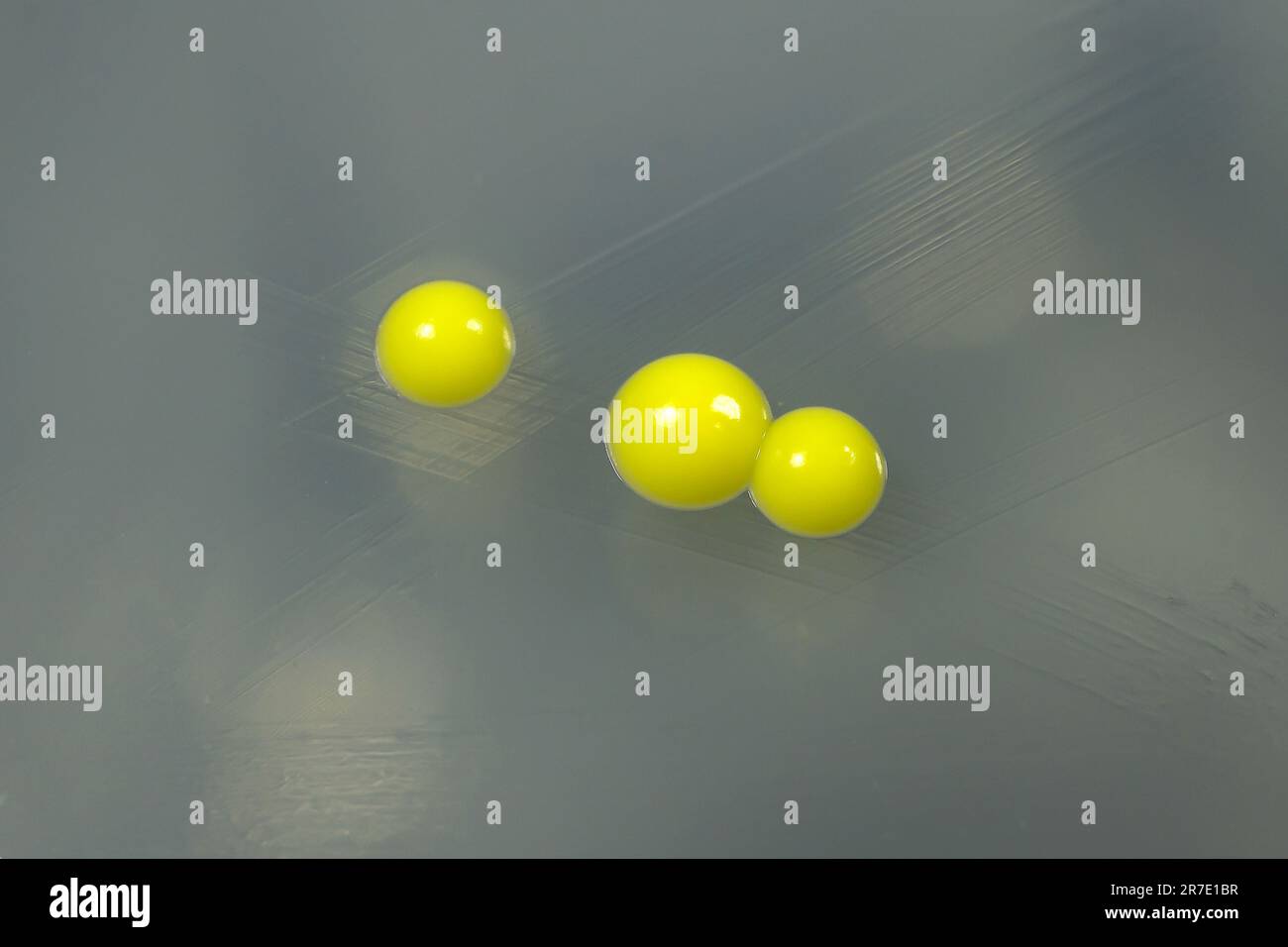 Colonies of Micrococcus luteus bacteria on a Petri dish with nutrient ...