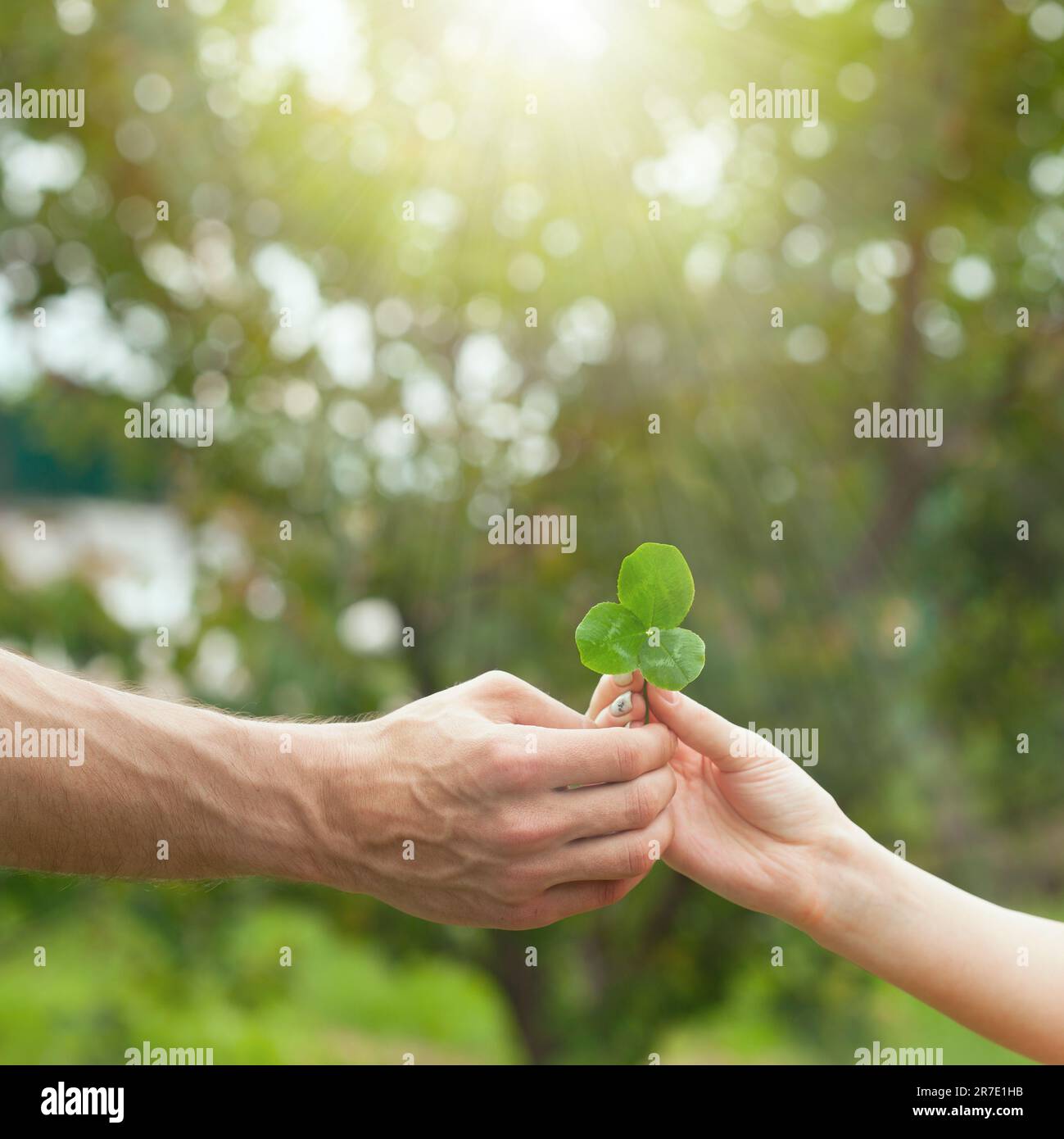 Hand holding a leaf of green clover sending to the other hand. Blur ...
