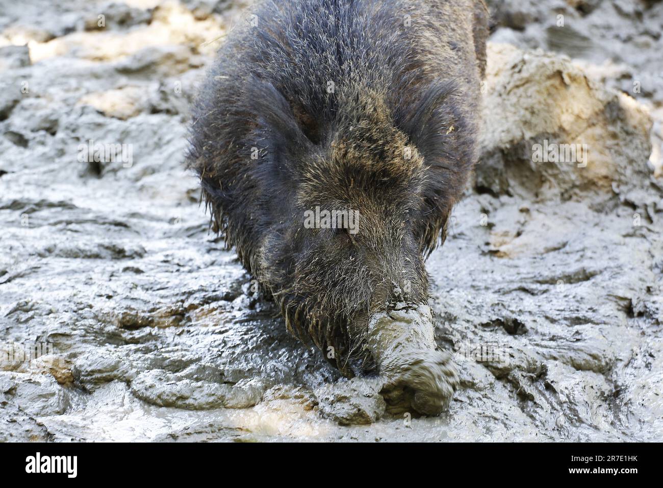 Wild Boar, sus scrofa, Adult looking for Food in Mud, Normandy Stock ...