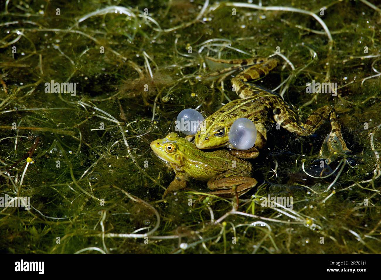 Edible Frog, rana esculenta, Male calling with inflated vocal sacs ...