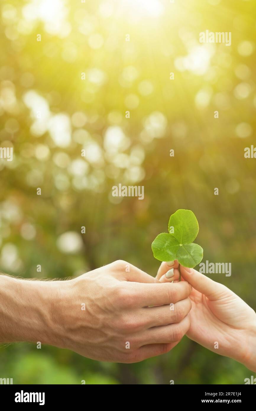 Close up of a hand holding a clover leaf and giving a leaf with natural ...