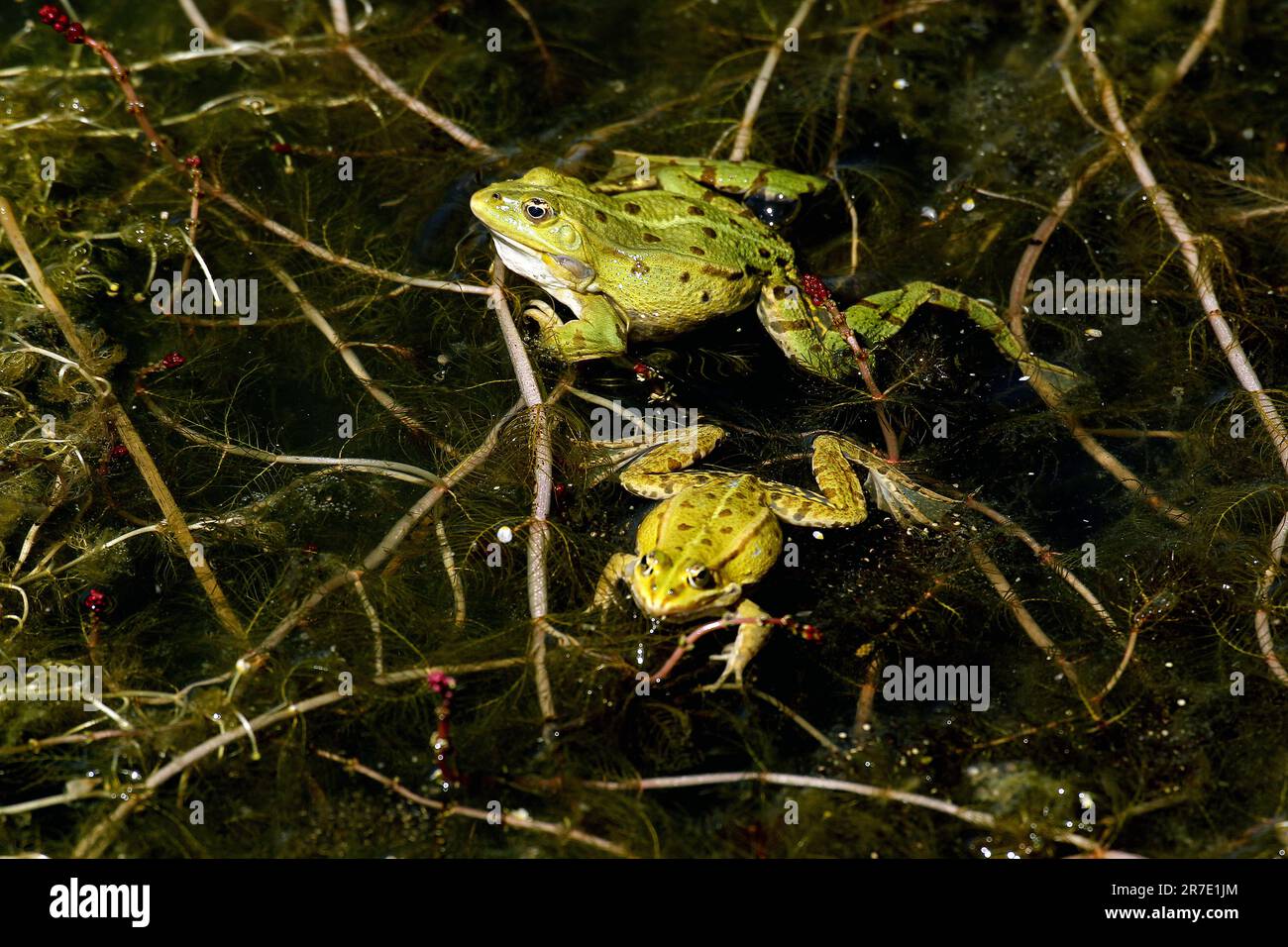 Edible Frog, rana esculenta, Pair, Pond in Normandy Stock Photo - Alamy