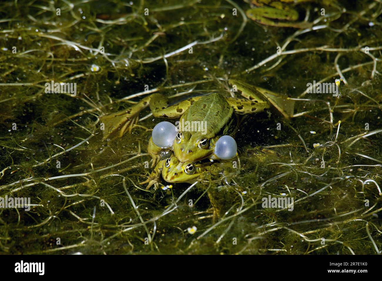 Edible Frog, rana esculenta, Male calling with inflated vocal sacs ...