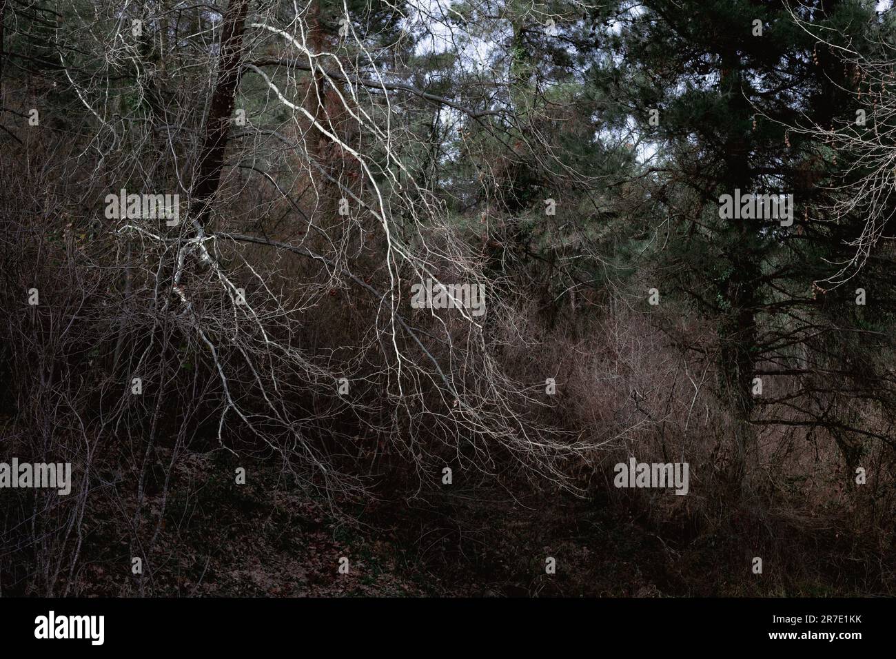 A dramatic landscape with exposed tree branches that have fallen over ...