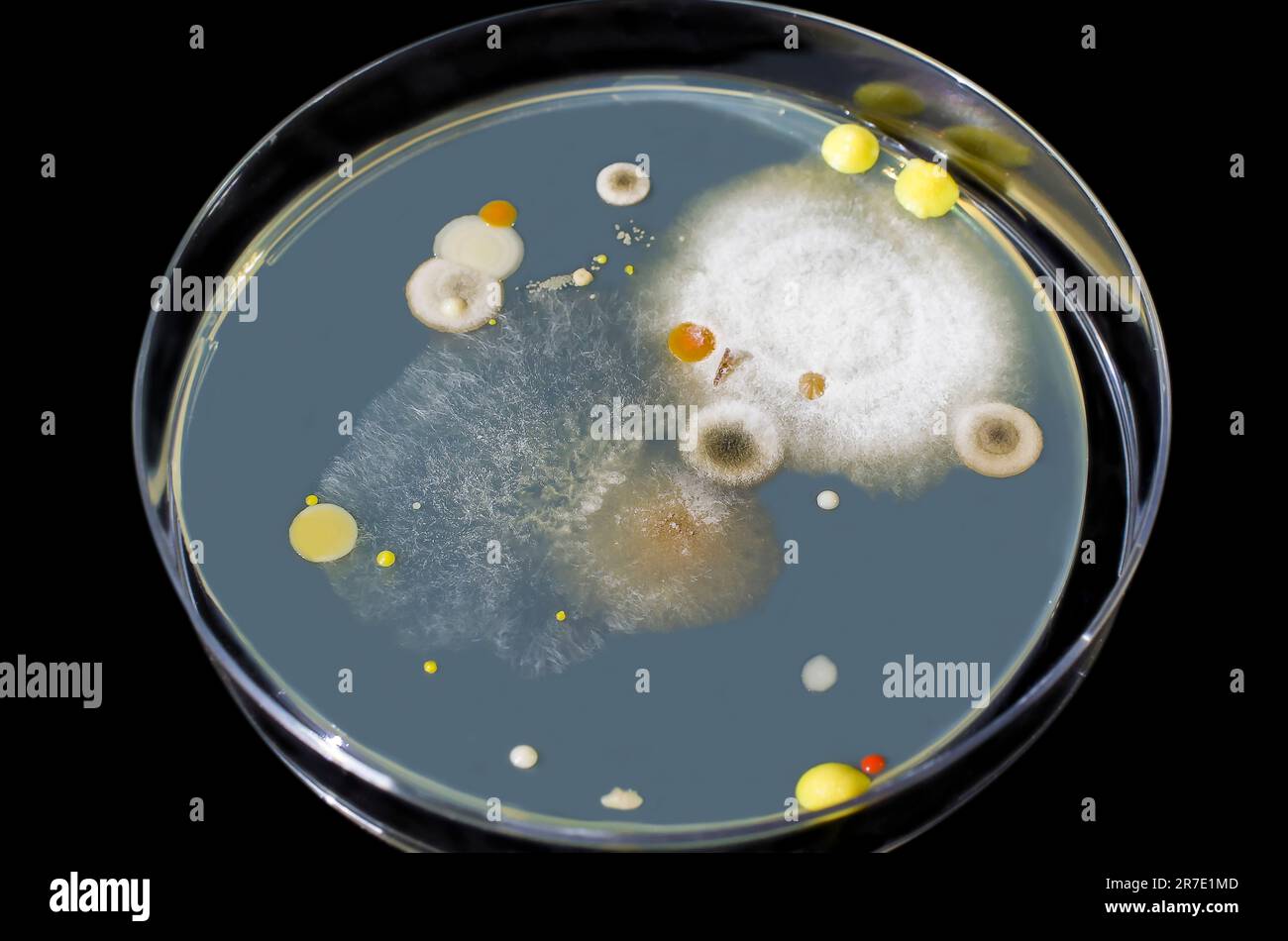 Colonies of bacteria and mold fungi cultivated from indoor air on a ...