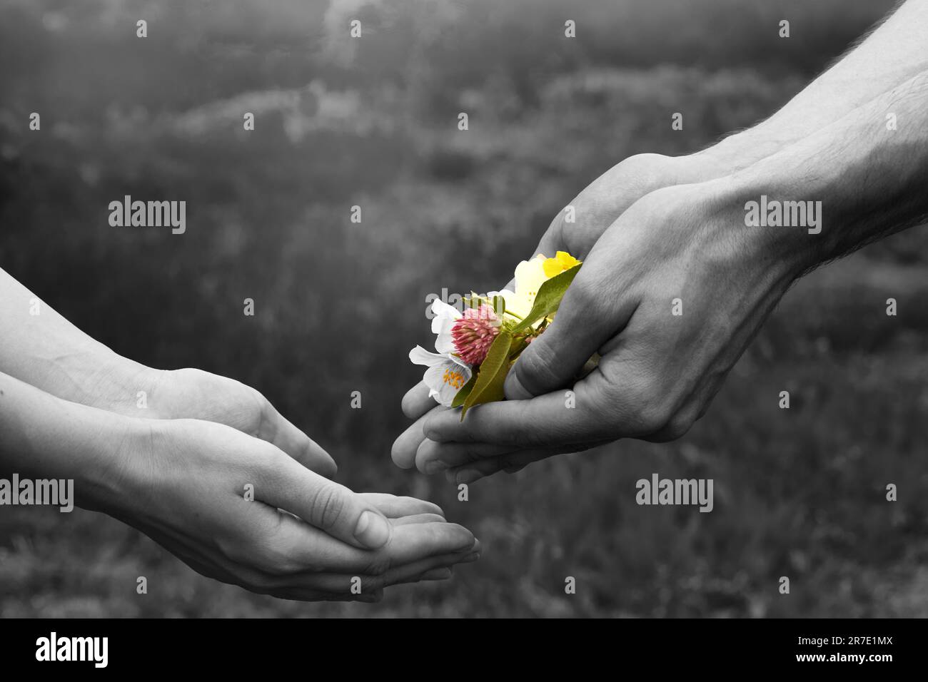 Black and white background with colorful flowers. Male hands give ...