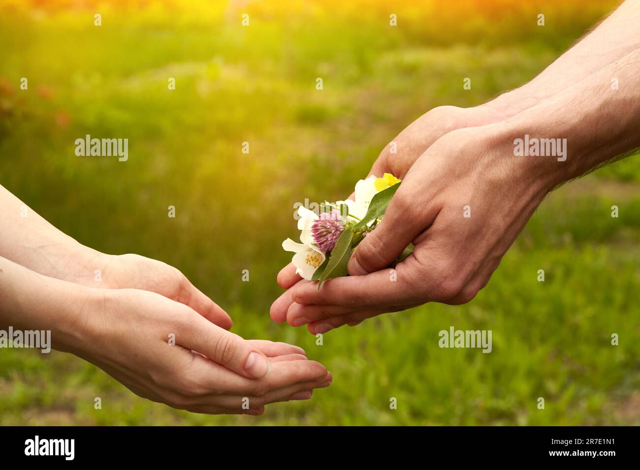 A man gives flowers to a woman. Flowers in men's hands. Hand gives ...
