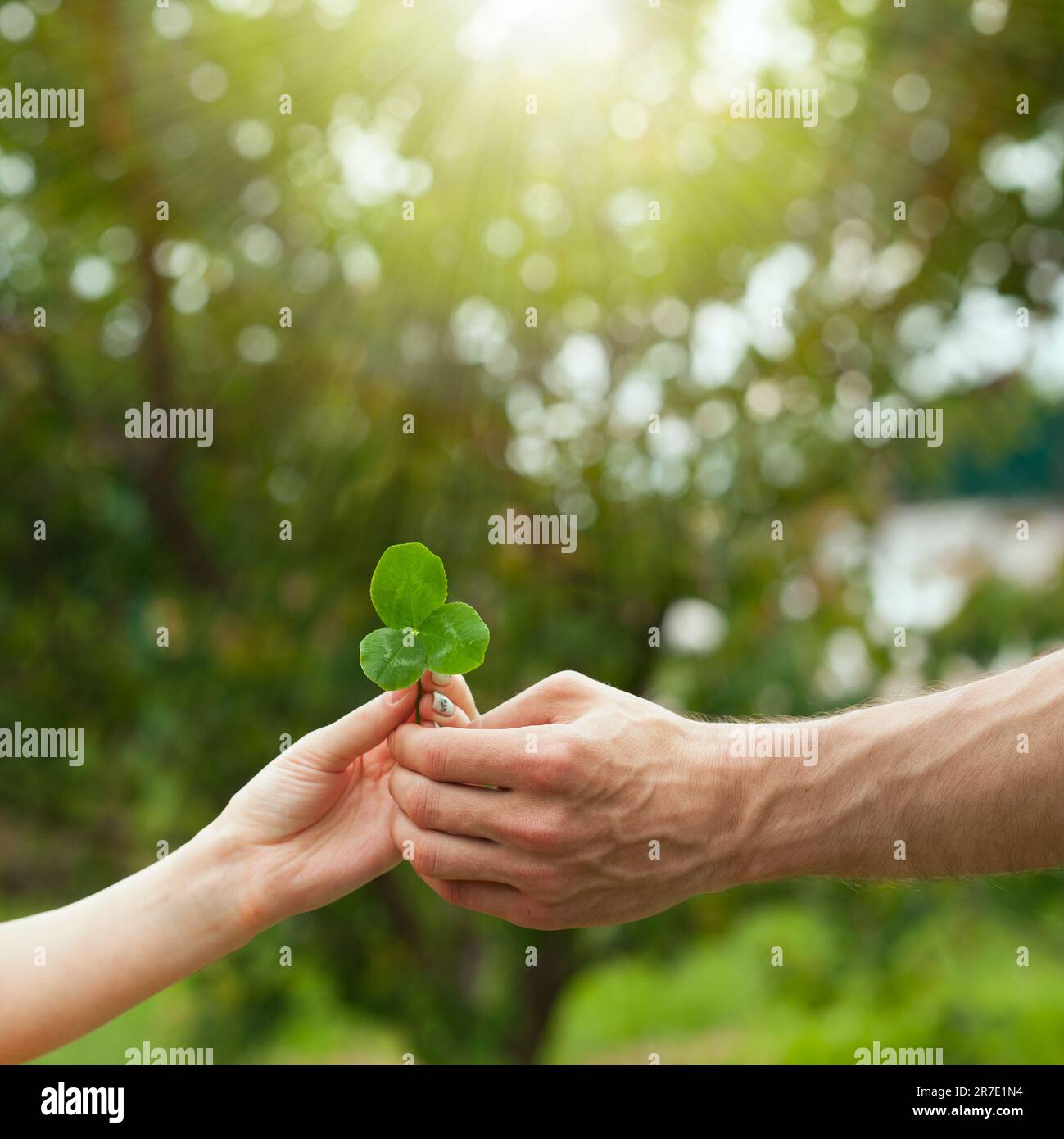 Close up of a hand holding a clover leaf and giving a leaf with natural ...