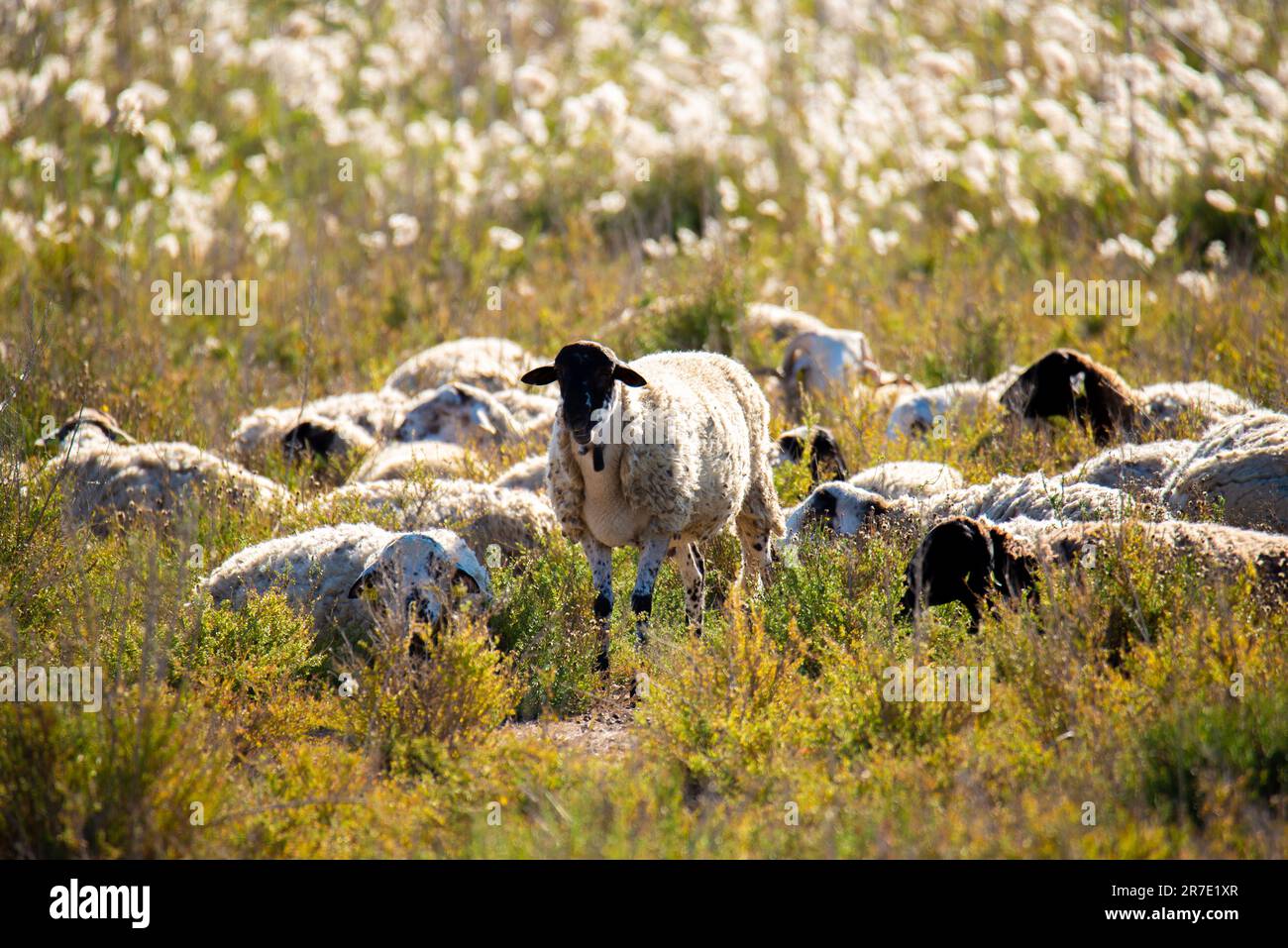 This image shows a flock of sheep grazing in a lush green field of tall grass Stock Photo - Alamy