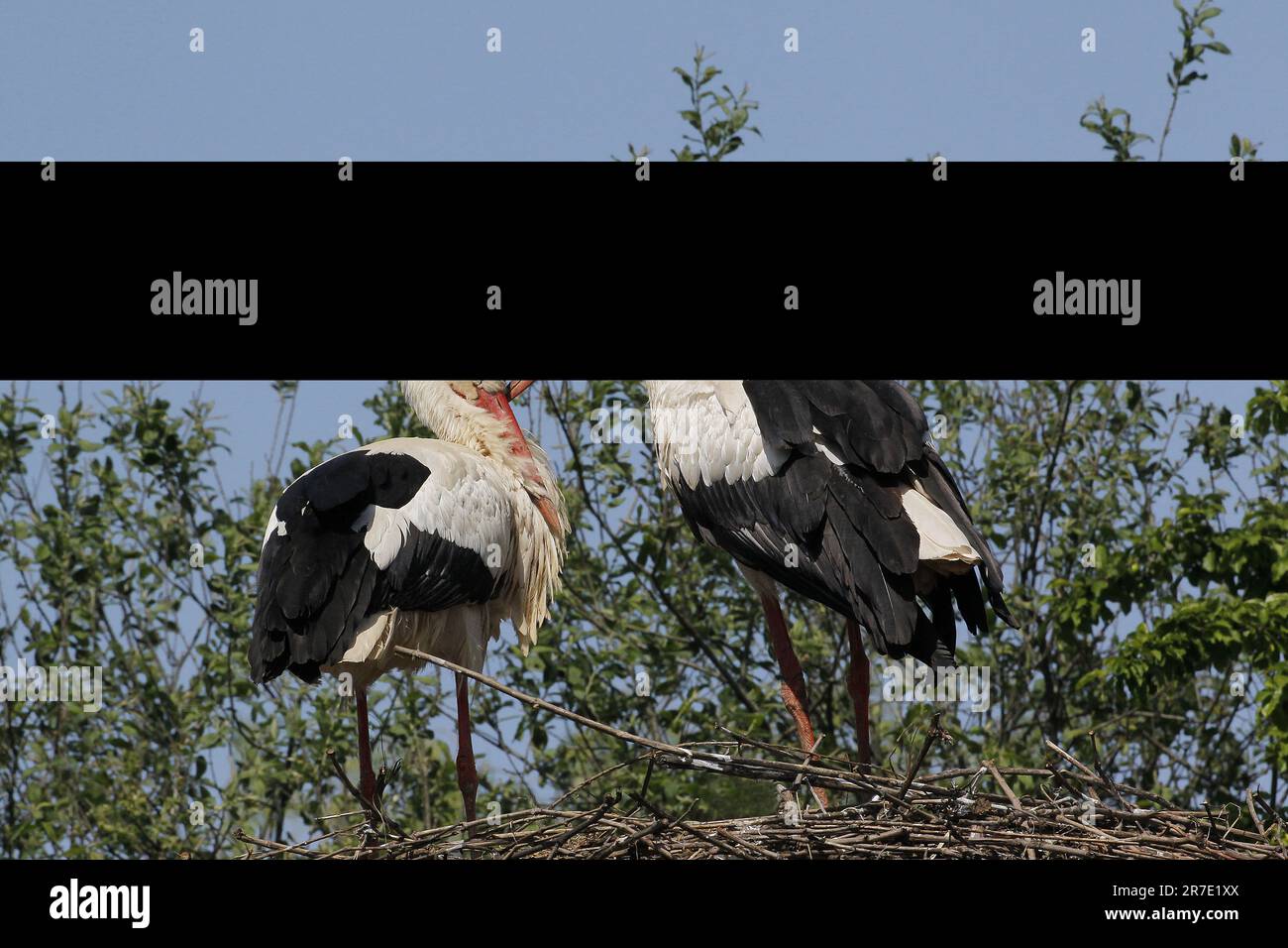Stork pair standing on stork nest hi-res stock photography and images ...