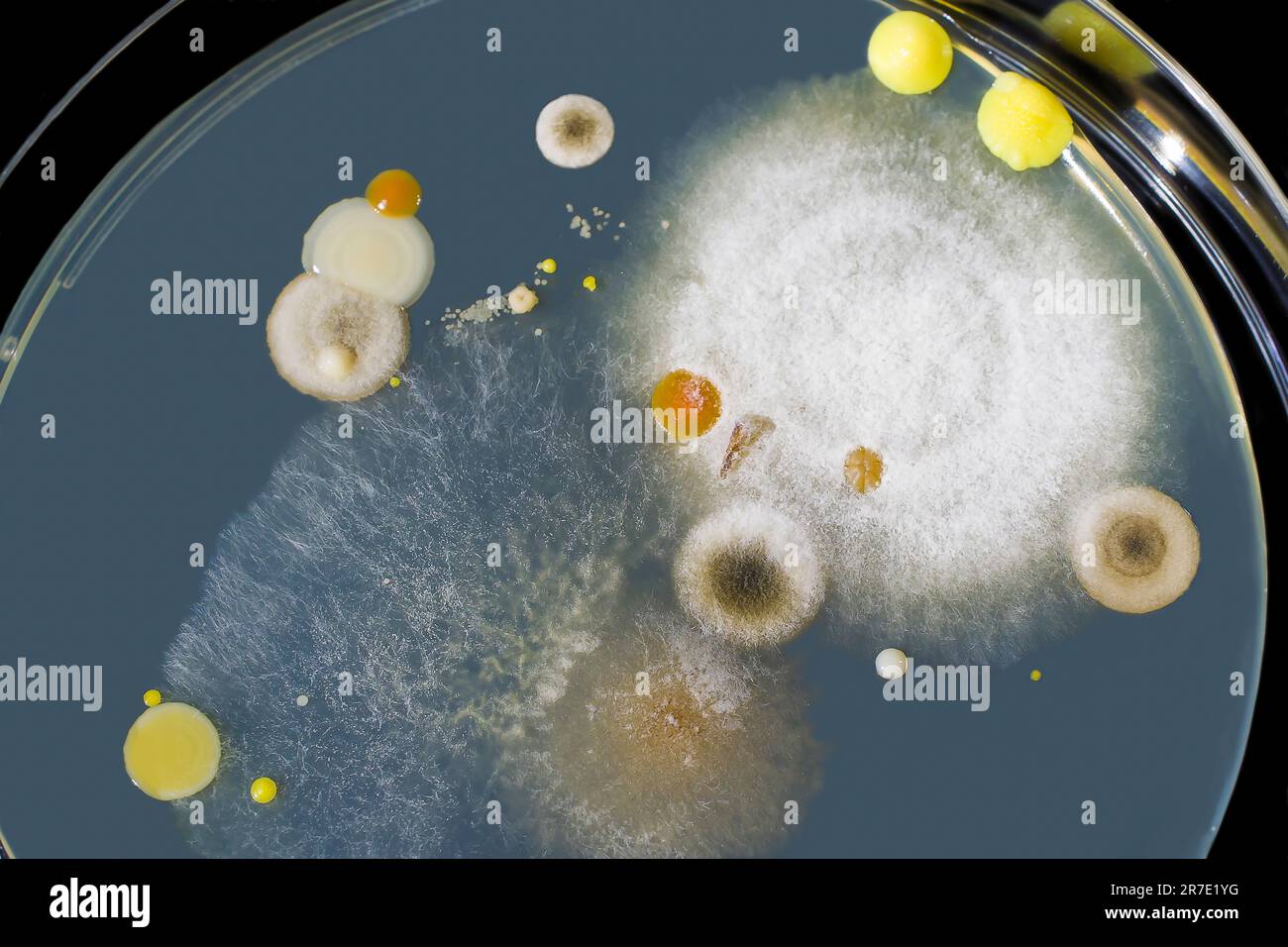 Colonies of bacteria and mold fungi cultivated from indoor air on a ...