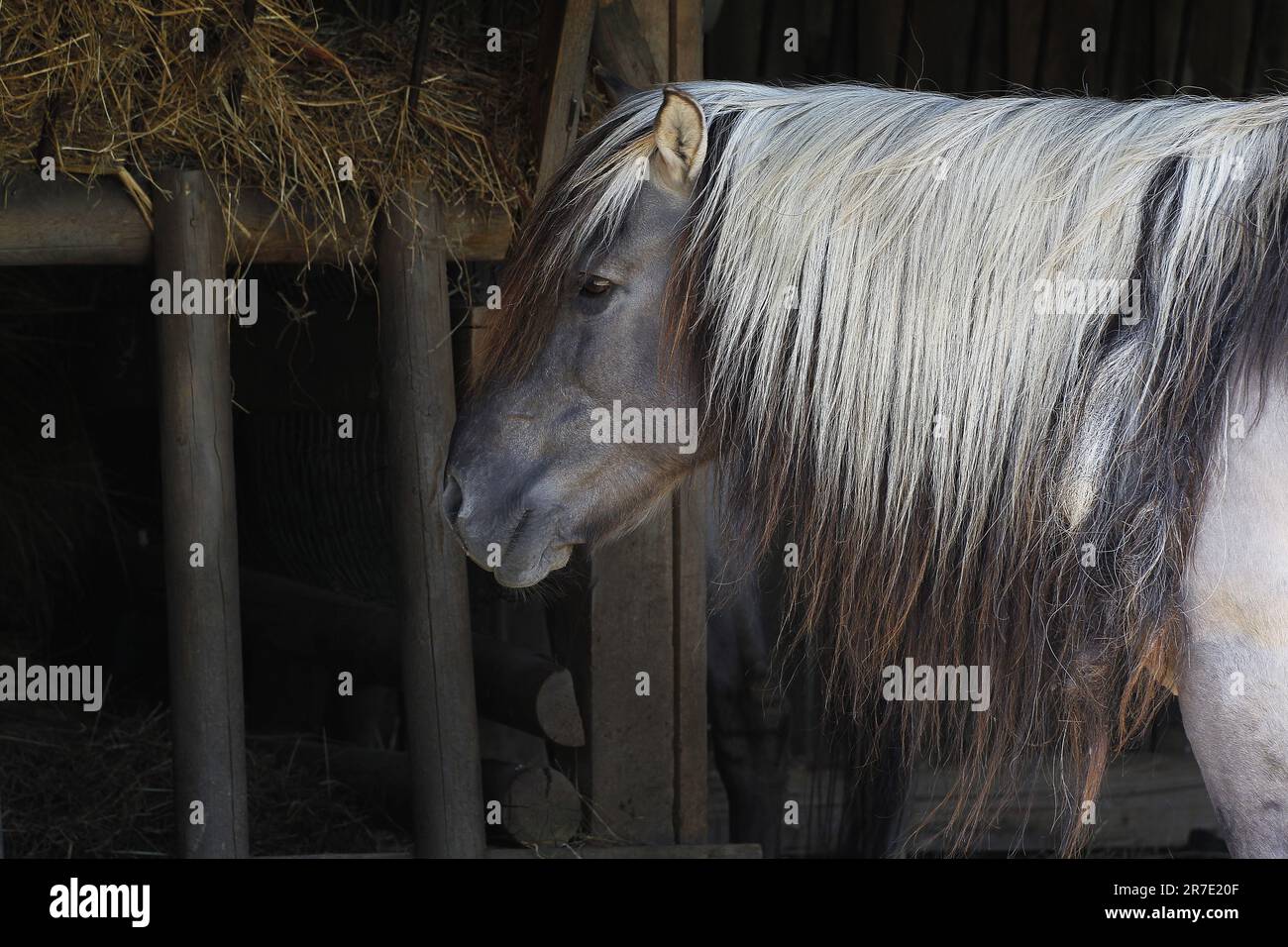 Equus tarpan hi-res stock photography and images - Alamy