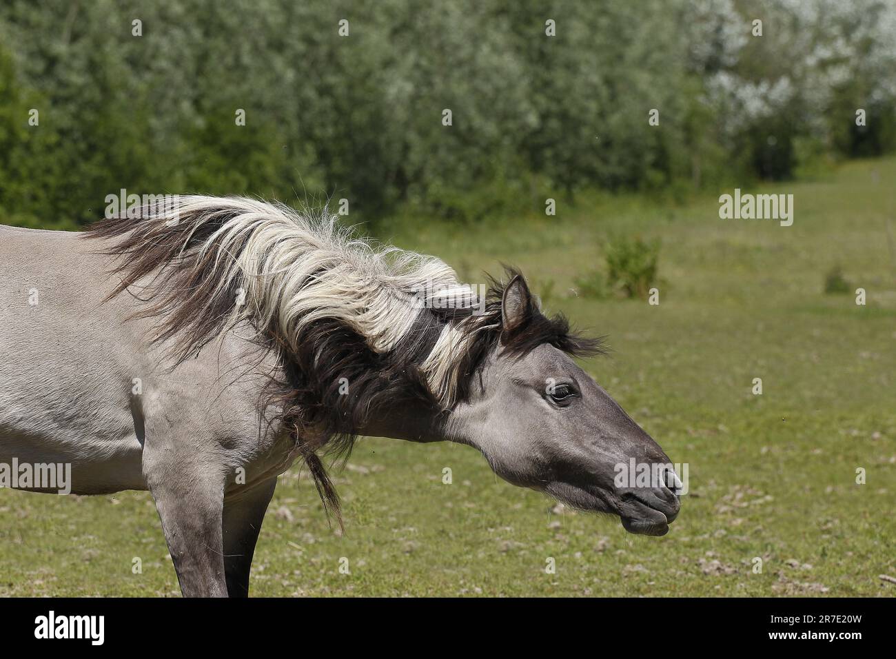 Tarpan horse hi-res stock photography and images - Alamy